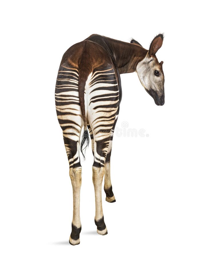 Okapi, Okapia Johnstoni, Brown Rare Forest Giraffe, in the Dark Green ...