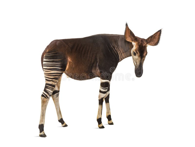 129 Okapi White Background Stock Photos - Free & Royalty-Free Stock ...