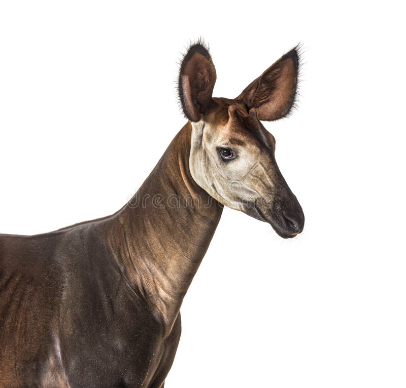 Okapi Isolated White Background Stock Photos - Free & Royalty-Free ...