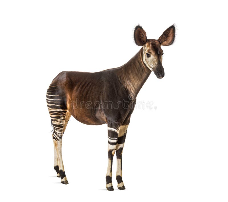 129 Okapi White Background Stock Photos - Free & Royalty-Free Stock ...