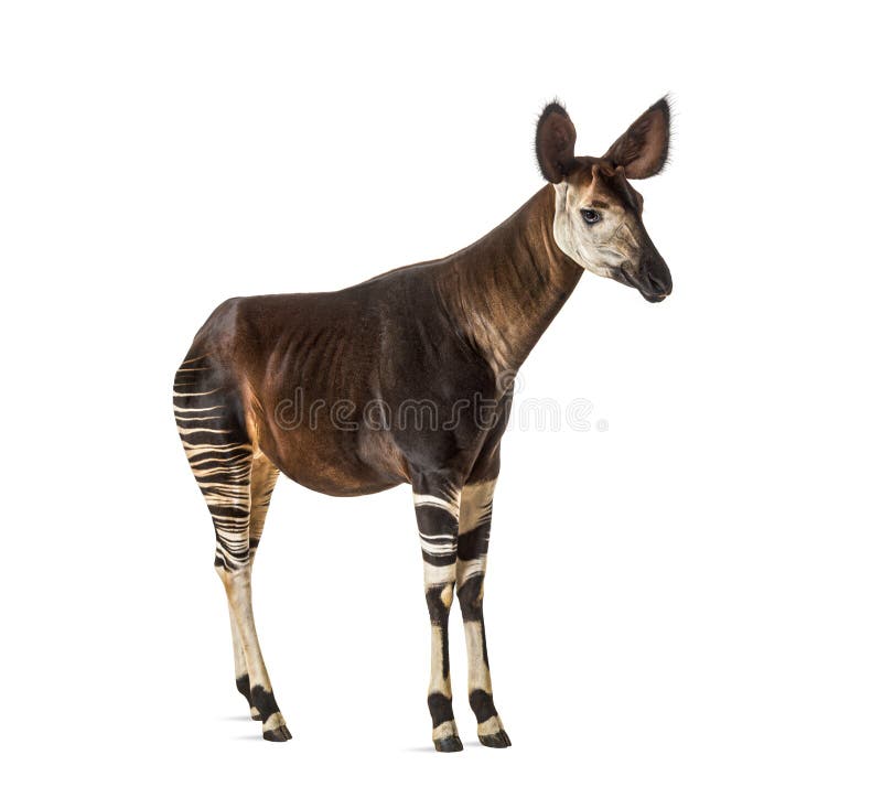 Okapi, Okapia Johnstoni, Brown Rare Forest Giraffe, in the Dark Green ...