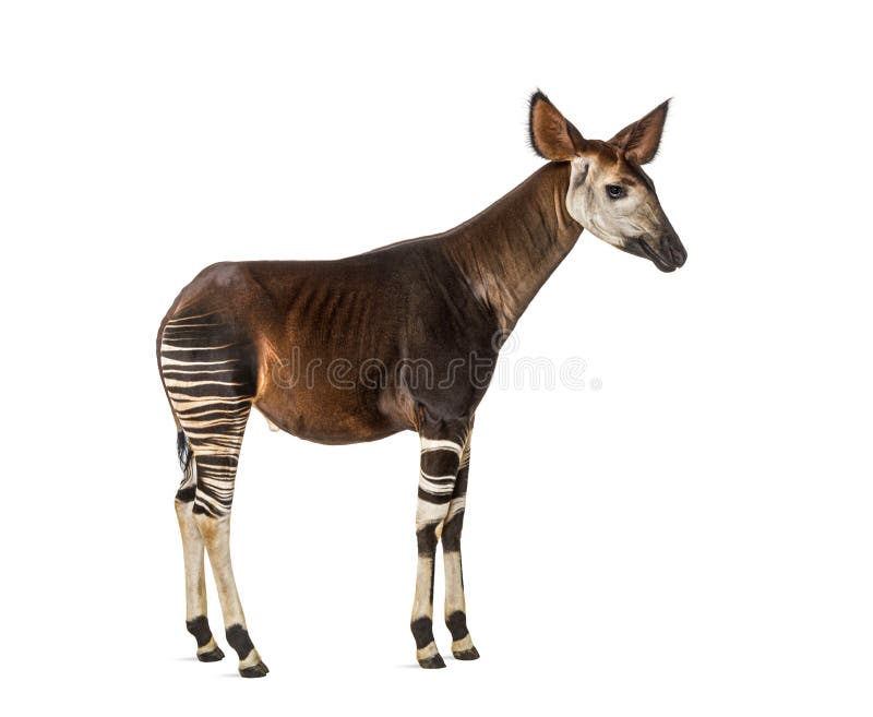 Okapi, Okapia Johnstoni, Brown Rare Forest Giraffe, in the Dark Green ...