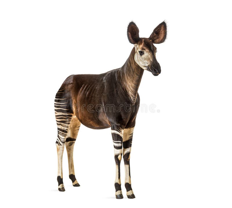 Okapi Isolated White Background Stock Photos - Free & Royalty-Free ...