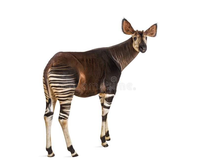 Okapi, Okapia Johnstoni, Isolated Stock Image - Image of giraffe, brown ...