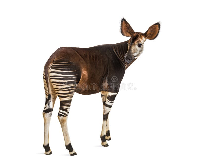 129 Okapi White Background Stock Photos - Free & Royalty-Free Stock ...