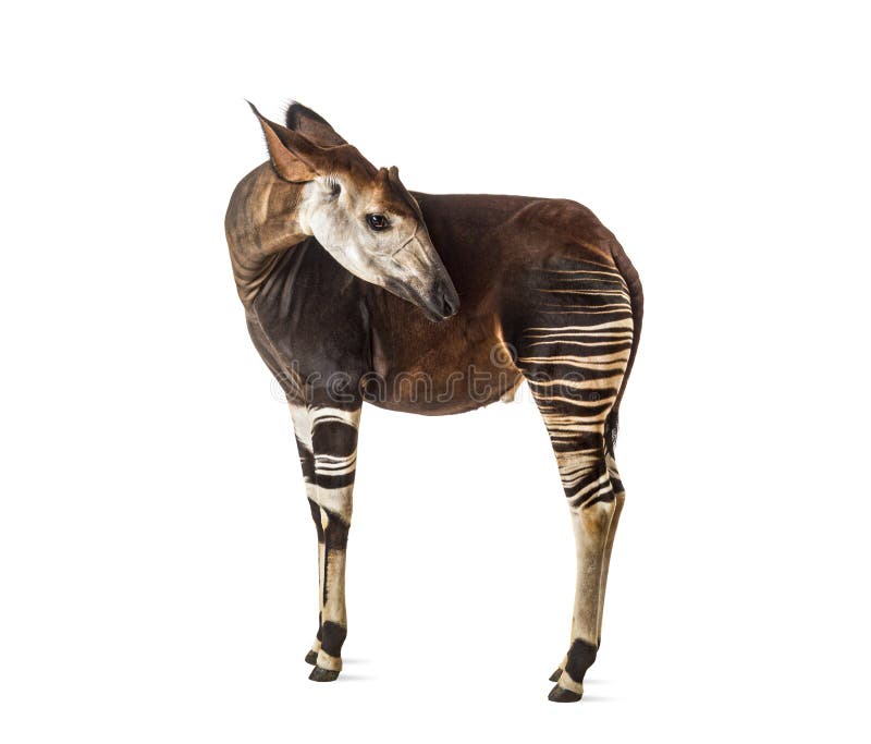 Okapi Isolated White Background Stock Photos - Free & Royalty-Free ...