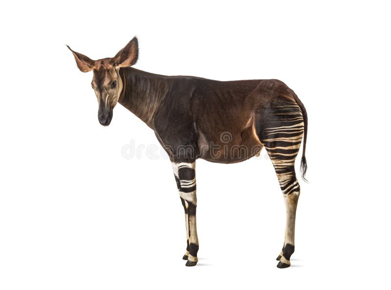 Okapi, Okapia Johnstoni, Isolated Stock Image - Image of people ...