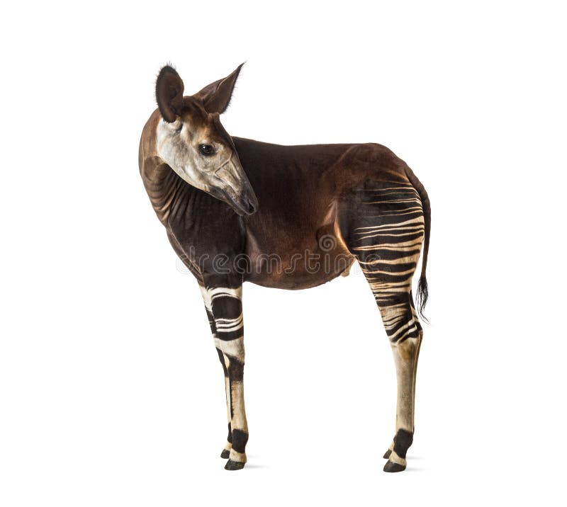 129 Okapi White Background Stock Photos - Free & Royalty-Free Stock ...