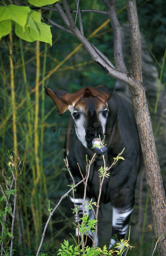 Okapi Front View Stock Photos - Free & Royalty-Free Stock Photos from ...