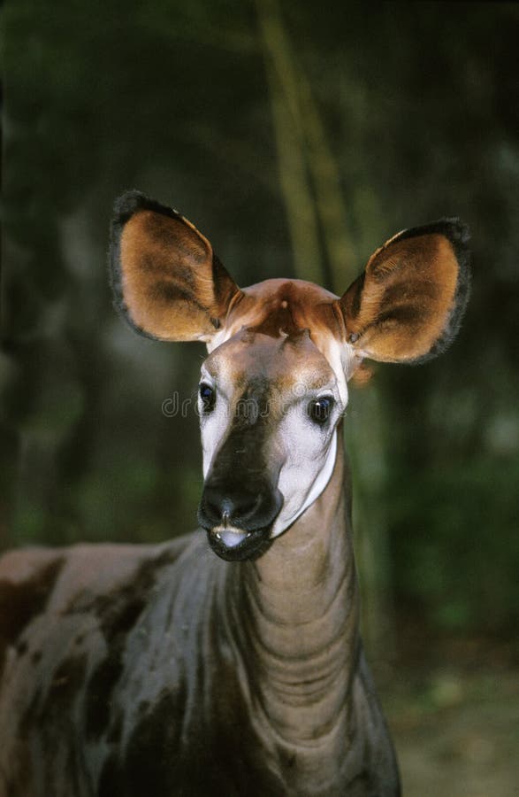 Okapi Front View Stock Photos - Free & Royalty-Free Stock Photos from ...