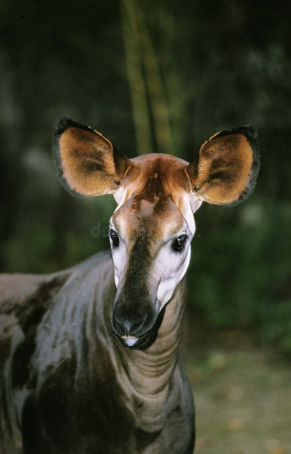 Okapi, Okapia Johnstoni, Female Stock Photo - Image of striped, full ...