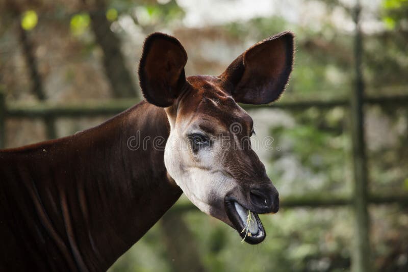 Okapi Okapia johnstoni stock image. Image of fauna, giraffidae - 141598699