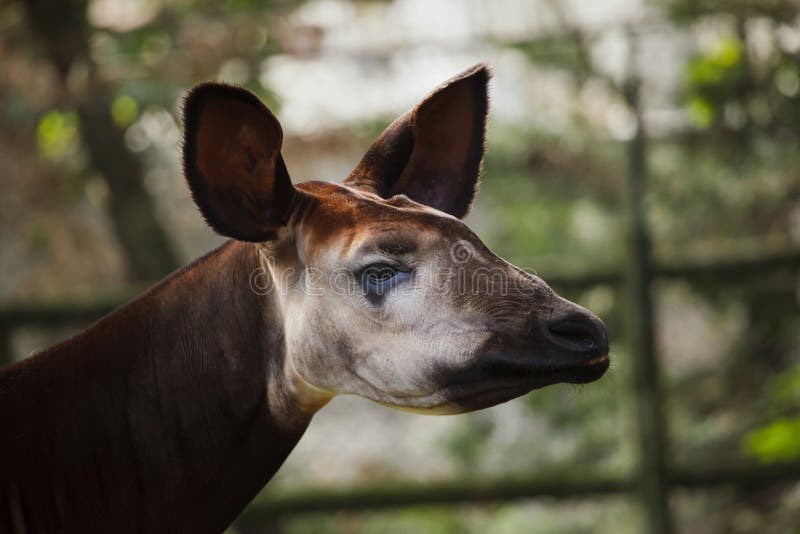 Okapi Okapia johnstoni stock photo. Image of forest - 147745102