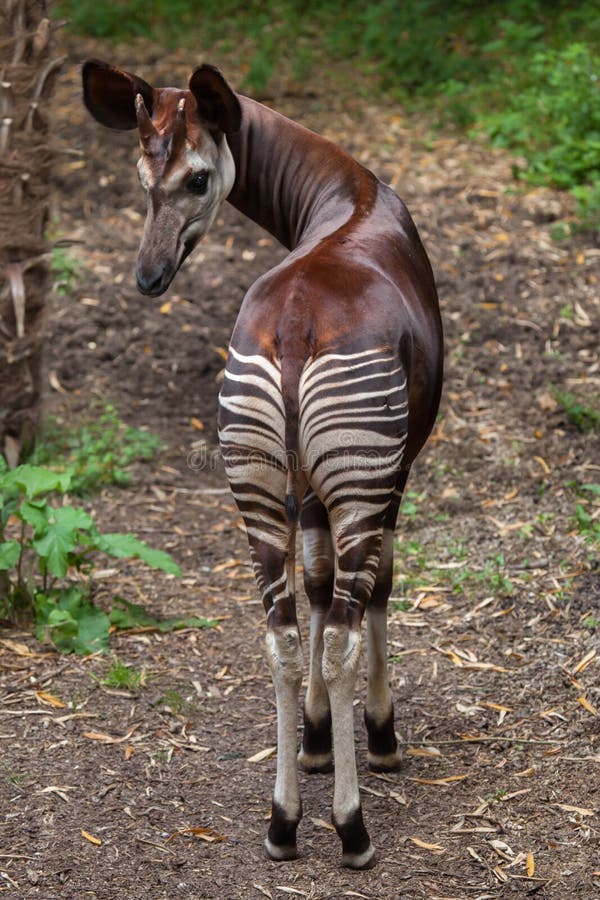 Okapi, Okapia Johnstoni, Live in the Tropical Rainforest Stock Photo ...