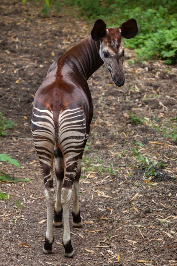 Okapi Okapia Johnstoni, Forest Giraffe or Zebra Giraffe, Artiodactyl ...