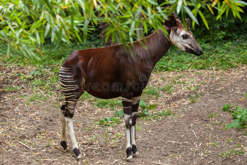 Okapi stock image. Image of okapia, mammal, mammals, mammalia - 79845093