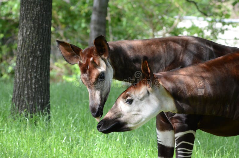 Okapi pair3 stock image. Image of nose, couple, sweethearts - 26710139