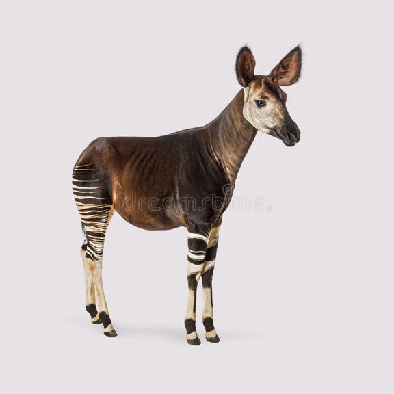 Okapi Standing Against a Colored Background in a Professional Studio ...