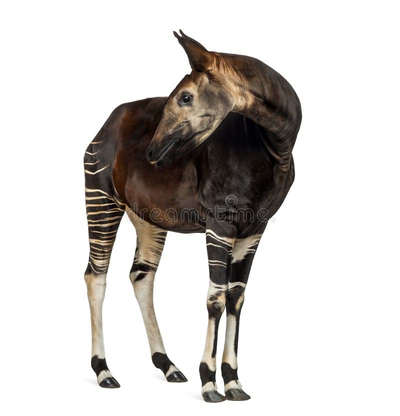 Okapi Standing, Looking Back, Okapia Johnstoni, Isolated Stock Photo ...