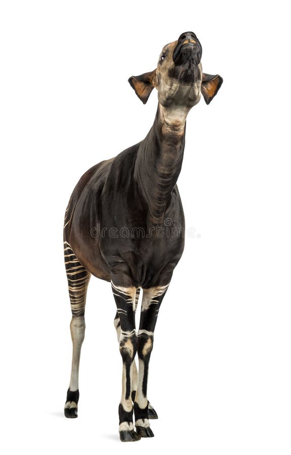Teeth Okapi Stock Photos - Free & Royalty-Free Stock Photos from Dreamstime
