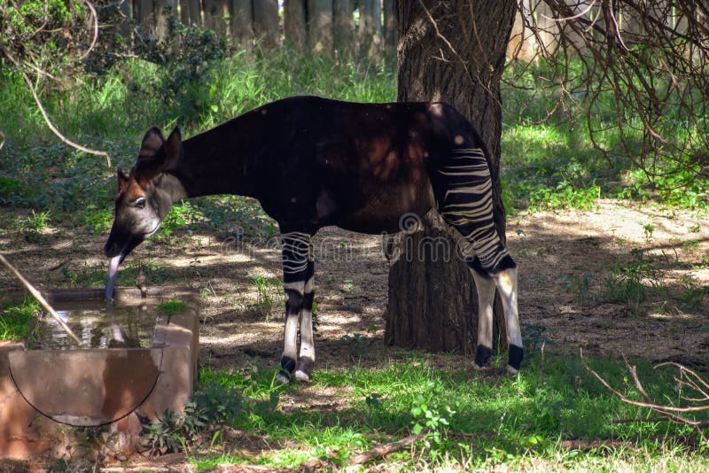 Side View of an Okapi Standing, Okapia Johnstoni, Isolated Stock Image ...