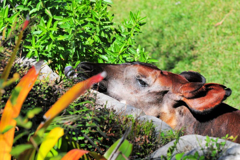 Okapi Sticking Out Its Tongue Stock Image - Image of eats, grasslands ...