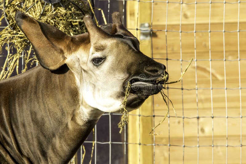 Okapi stock photo. Image of beauty, grazing, fauna, hoofed - 140648534
