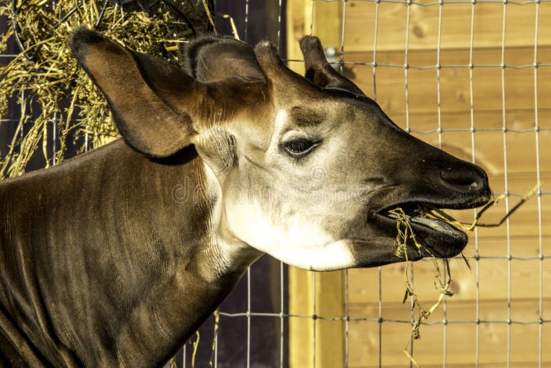 Okapi Eating Stock Photos - Free & Royalty-Free Stock Photos from ...