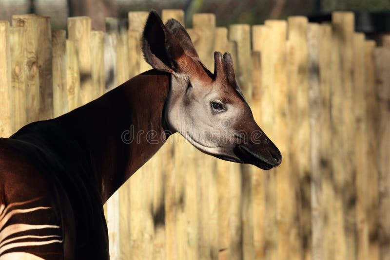 Okapi. stock photo. Image of close, okapi, rare, side - 35781572