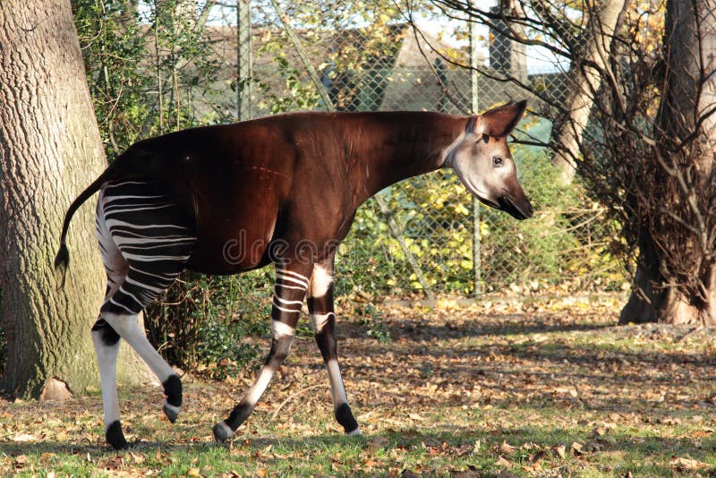 Okapi Side View Stock Photos - Free & Royalty-Free Stock Photos from ...
