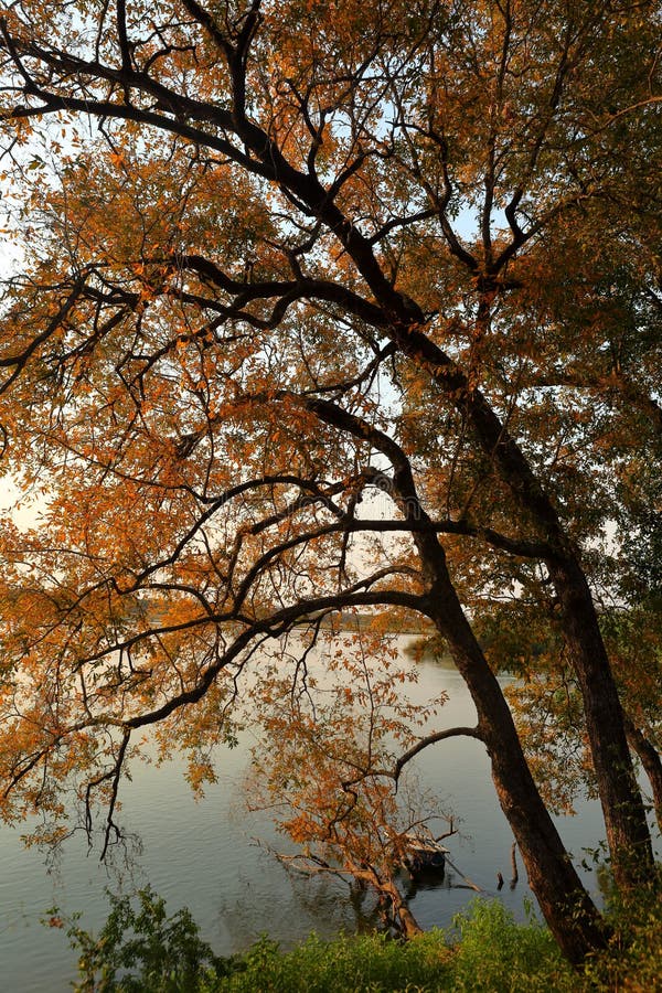 Okavango Delta in Namibia stock photo. Image of nature - 132161630