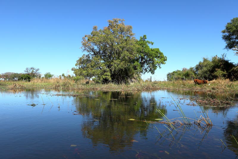 Okavango Delta in Namibia stock photo. Image of wilderness - 132162562