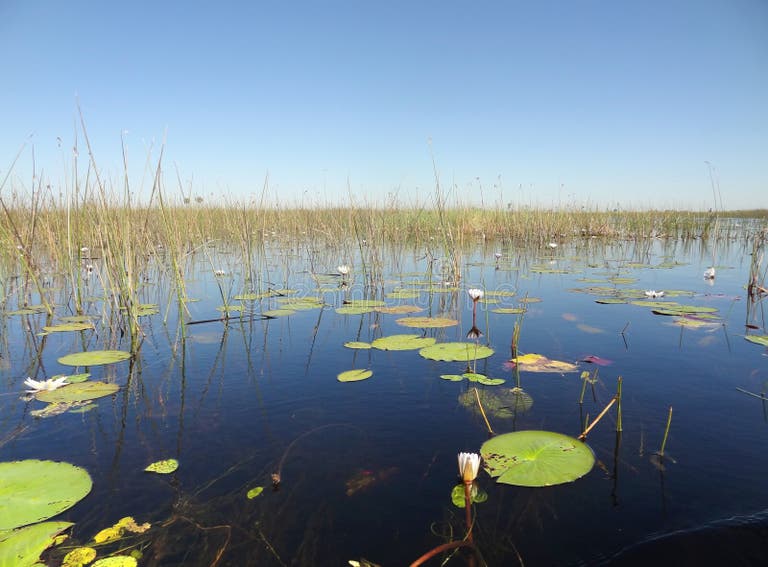 Okavango Delta stock image. Image of countryside, seepage - 52412153