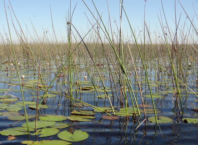 Painted Reed Frog - Okavango Delta - Botswana Stock Photo - Image of ...