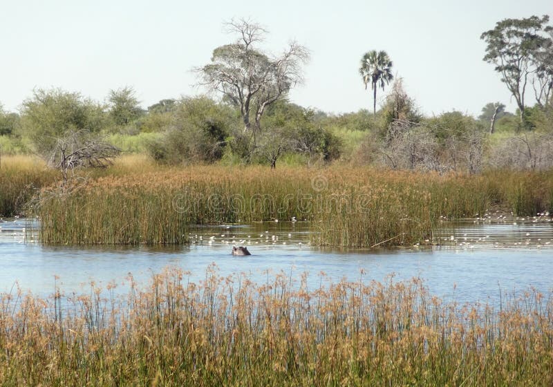 Painted Reed Frog - Okavango Delta - Botswana Stock Photo - Image of ...