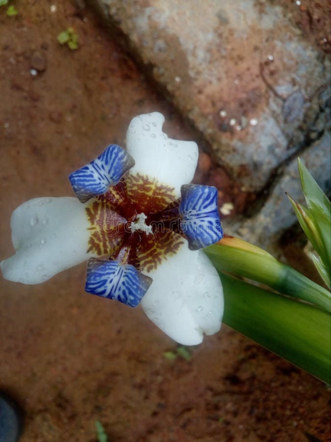 OKed stock image. Image of plant, beatiful, oked, srilanka - 103611023