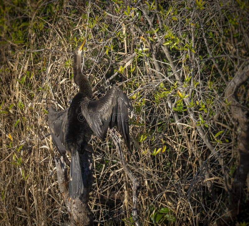 Anhinga Bird Drying it`s Wings Stock Image - Image of tree, winder ...