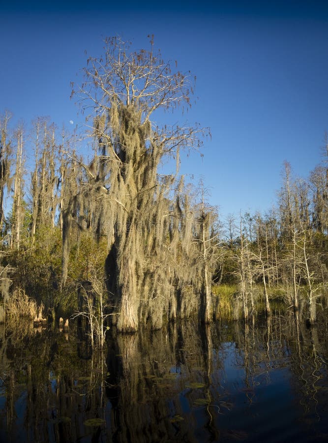 Beautiful Winter Scene of Coastal Georgia Stock Image - Image of water ...