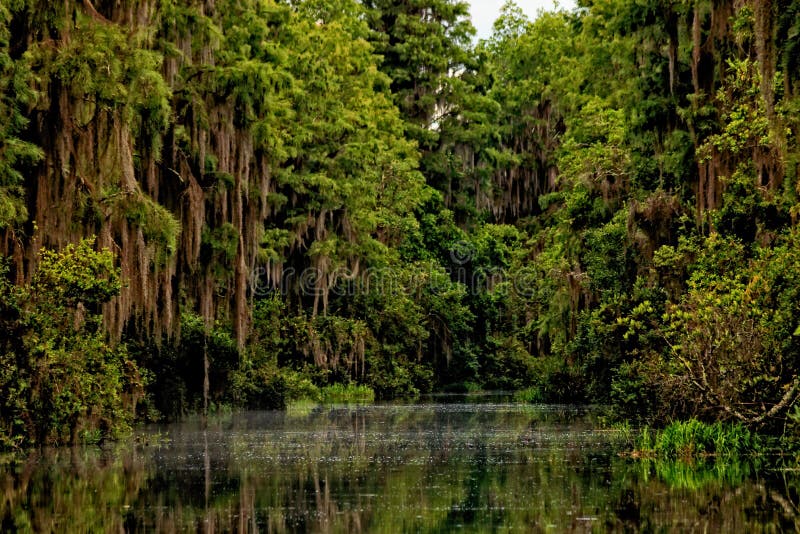 Okefenokee Mossy Tree View stock image. Image of scenic - 188450999