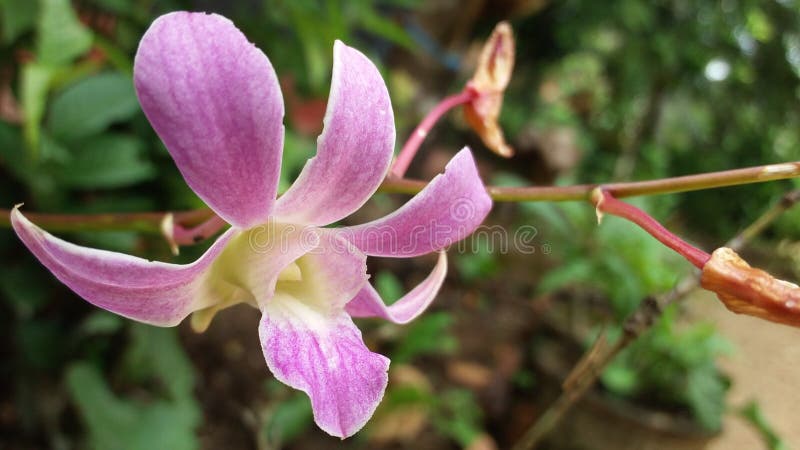 Okid Stock Photos - Free & Royalty-Free Stock Photos from Dreamstime