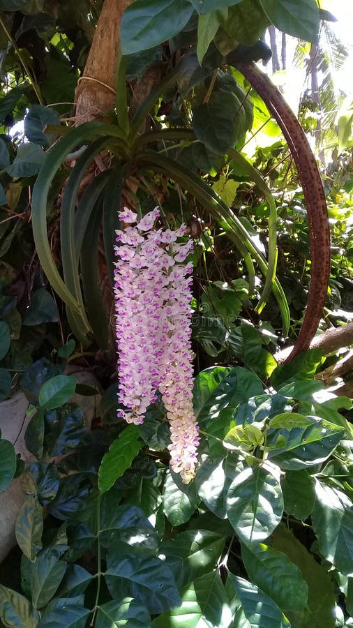 Okid Stock Photos - Free & Royalty-Free Stock Photos from Dreamstime