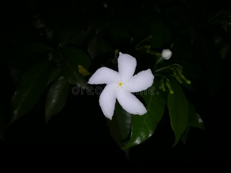 Okid Tree Stock Photos - Free & Royalty-Free Stock Photos from Dreamstime