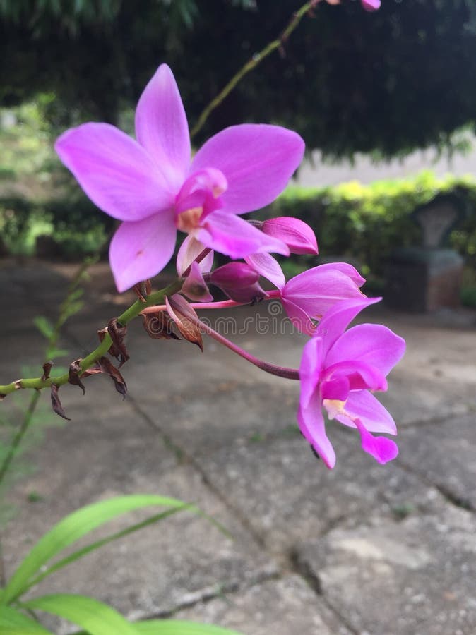 Okid Stock Photos - Free & Royalty-Free Stock Photos from Dreamstime