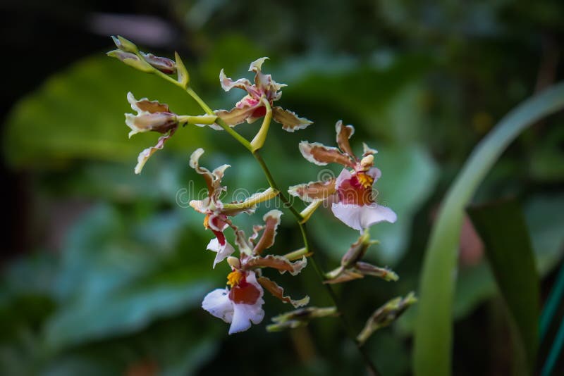 Okid flowers in the garden stock photo. Image of wildflower - 262242896