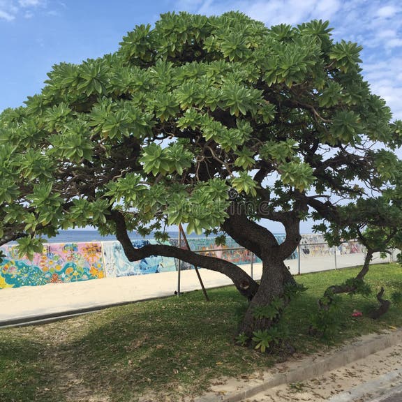 Okinawa tree stock image. Image of nature, okinawa, ocean - 62957419