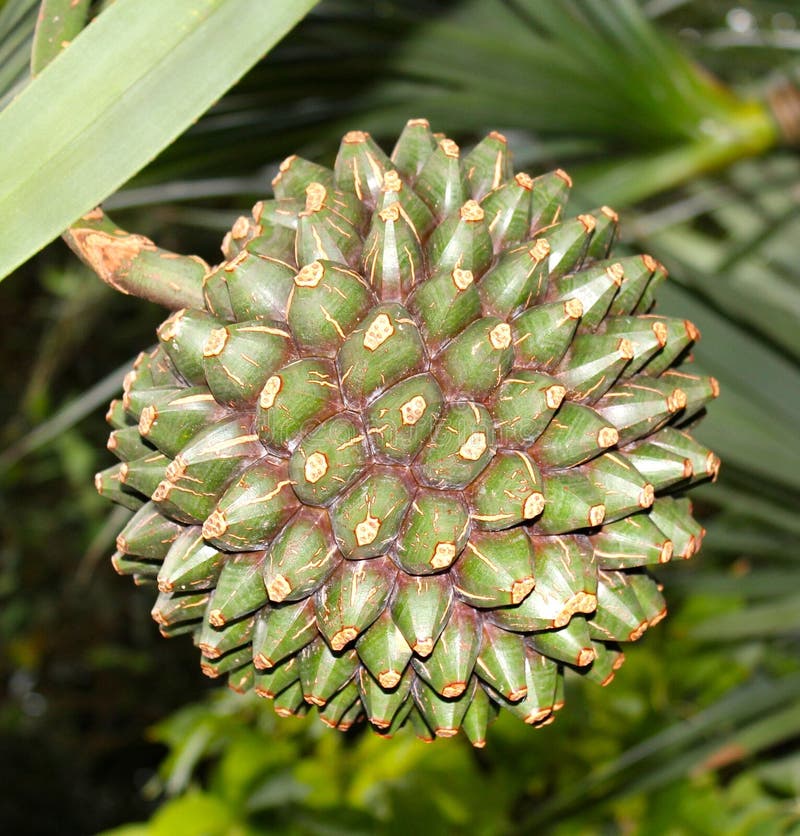 Fruitpijnboom Van Gemeenschappelijke Screwpine (Pandanus-utilis) Boom ...
