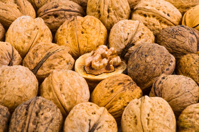 Okkernoot stock afbeelding. Image of vrucht, gezond, voedsel - 12645523
