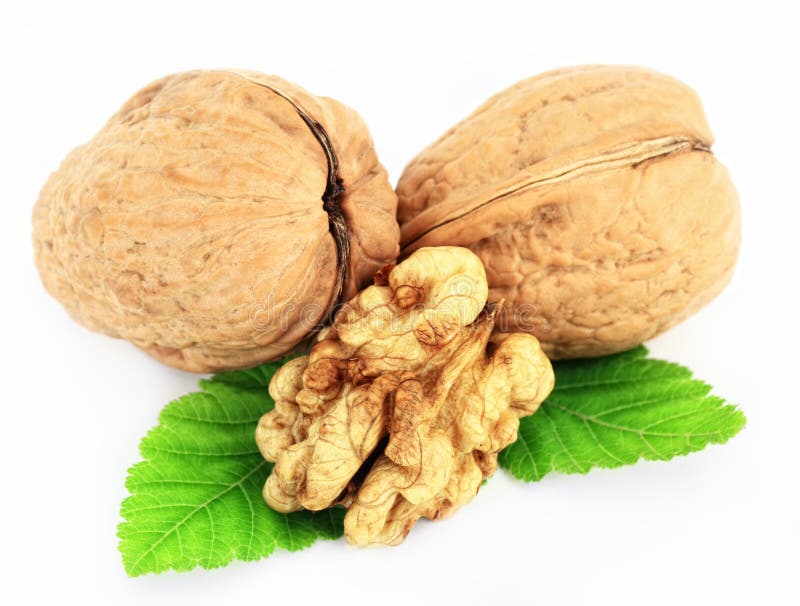 Okkernoot stock afbeelding. Image of schelp, nave, nagerecht - 16740577