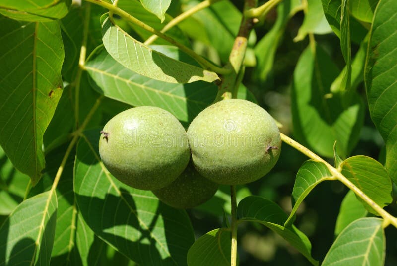 Walnoot stock foto. Image of boom, voedsel, groen, nave - 18543534