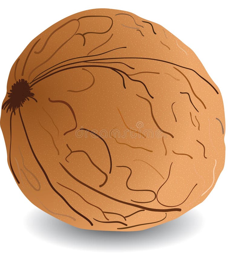 Okkernoot vector illustratie. Illustration of bruin, voeding - 27716780